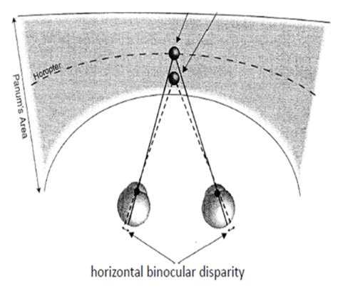 Stereopsis Fixation Disparity Flashcards Quizlet