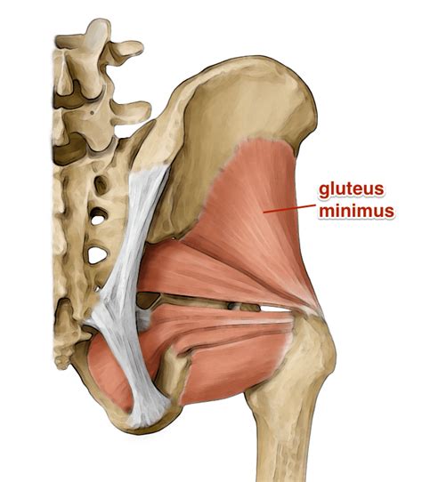 What Is The Gluteus Minimus Muscle Yoga Anatomy