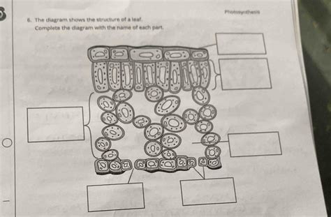 Solved Photosynthesis 6 The Diagram Shows The Structure Of A Leaf Complete The Diagram With T