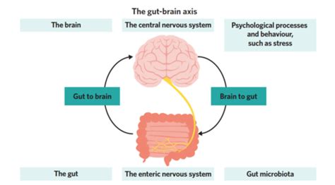 Behavioral Neuroscience Flashcards Quizlet