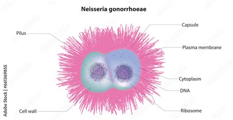 Neisseria Gonorrhoeae Structure Gonorrhea Anatomy Labeled Diagram Of Gonorrhea Stock Vector
