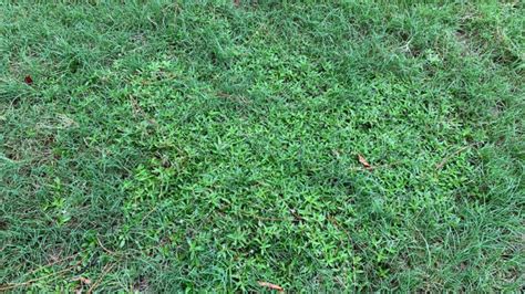 Bermuda Grass Weed Control Sod Solutions