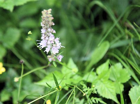 ミヤマタムラソウ Salvia lutescens var crenata