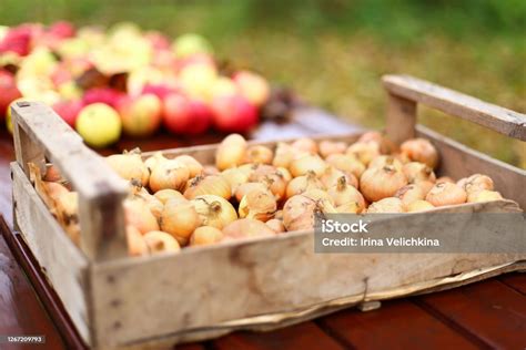 많은 마른 양파 갈색 테이블에 전체 초라한 나무 판자 컨테이너 상자에 손상된 빨간 사과의 무리 여름 가을 시즌은 가난하고 나쁜 수확을 기대합니다 시골 농장 코로나바이러스