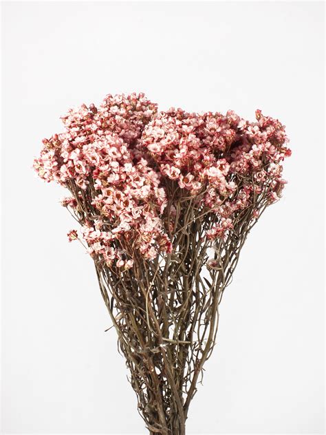 Іксодія рожева з блискітками купити в Україні за низькою ціною • Dfb Elements