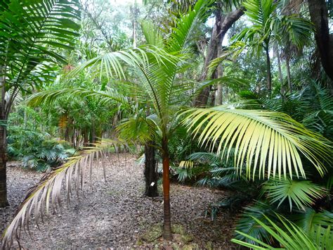 მცენარეების სახეობები Genia Ge