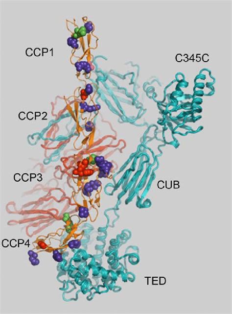 Rare Cfh Variants Within Ccp1 4 Repeats Cluster At The C3b Fh Download Scientific Diagram