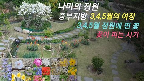 3 4 5월 봄 정원에 핀 꽃 꽃이 피는 시기 꽃이 피는 기간 꽃의 특징 돌단풍 황매실 영춘화 개나리 벚꽃 금낭화 각종매발톱