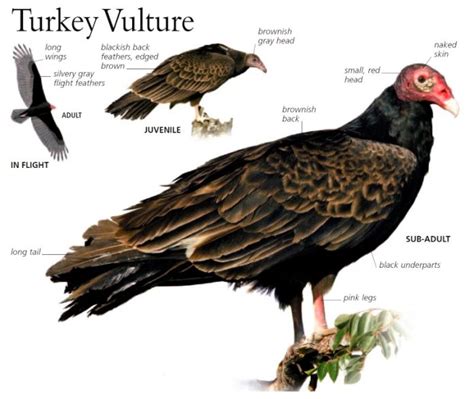 Turkey Vulture Range Behavior Diet And Unique Survival Traits