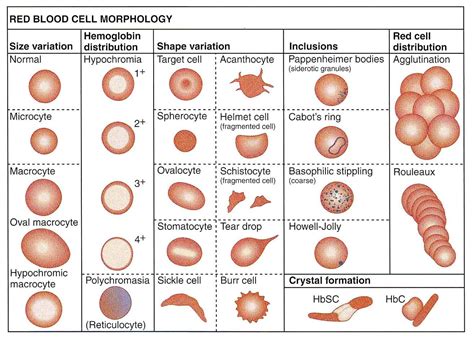 Burr Cells