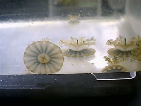 Jellyfish Object Detection Dataset By Yolov