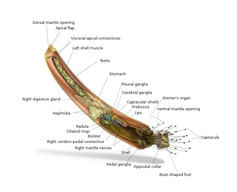Tusk Shells The Tapering Tubular Shell