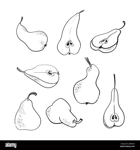Set Of Differen Pears Hand Drawn Outline The Black Line On A White