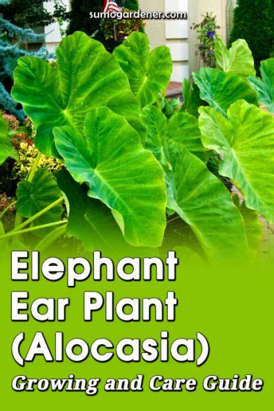 Elephant Ear Plant Alocasia Growing And Care Guide Sumo Gardener