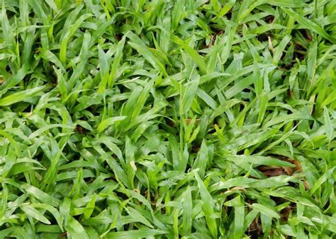 Broadleaf Carpetgrass Is It The Right Grass For You Myhometurf