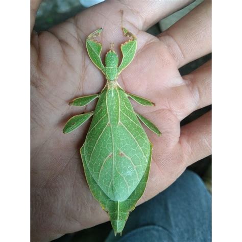 Jual Blalang Daun Jambu Betina Hidup Shopee Indonesia