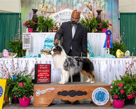 Karma And Dutton Litter 2024 Dynasty Miniature American Shepherds