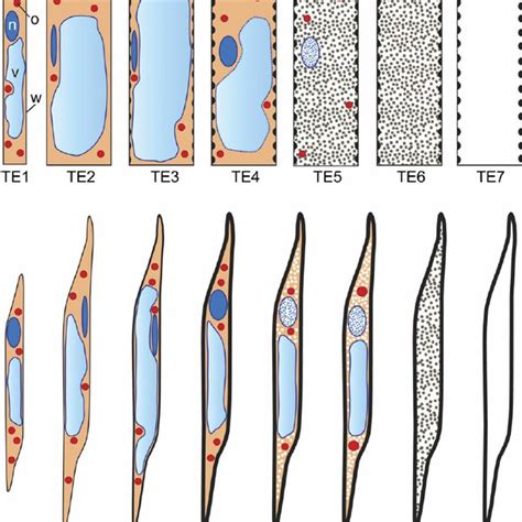 Specific Characteristics Of Xylem Cell Death A Electron Transmission