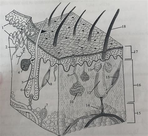 Labs 1 4 Diagram Quizlet