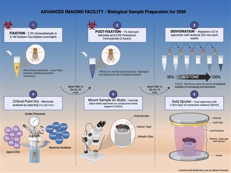 Biological Sample Prep For Sem External Products Wesleyan University Estore