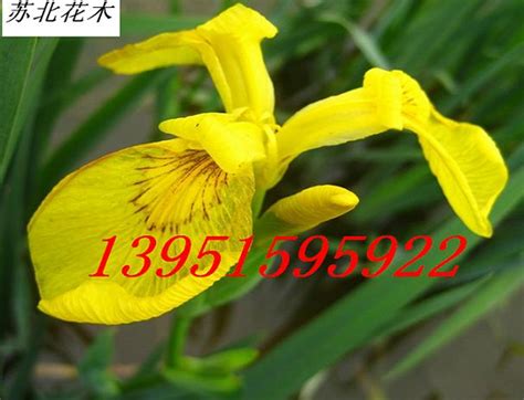 黄花鸢尾种子图片