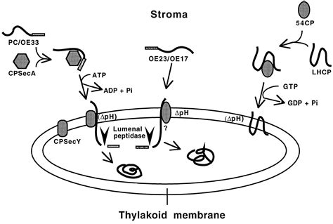 Protein Translocation At The Envelope And Thylakoid Membranes Of