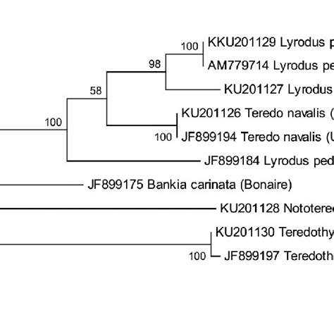 maximum likelihood phylogram based on partial sequences of the 28s rrna