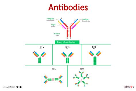 Antibodies Human Anatomy Picture Functions Diseases And Treatments