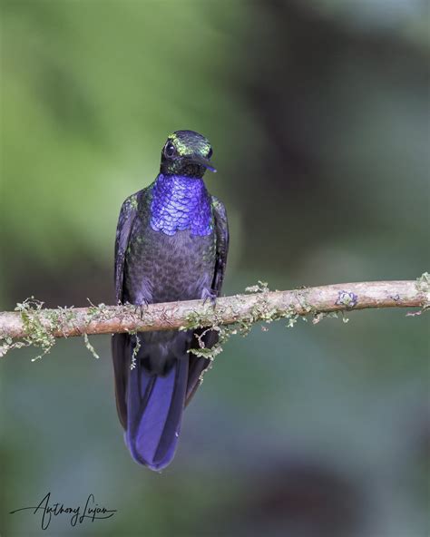 Napo Sabrewing — Anthony Lujan