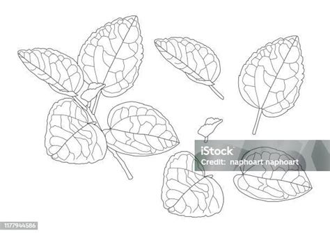 잎 선 단일 잎과 잎 패턴 검은 색흰색 배경 일러스트 벡터에 색상 장식에 가져 개념에 대한 스톡 벡터 아트 및 기타 이미지 개념 검은색 계획 Istock