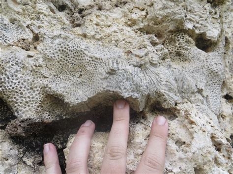 Ancient Coral Fossils Reveal Startling Fate Of Sea Level Rises Oceanographic