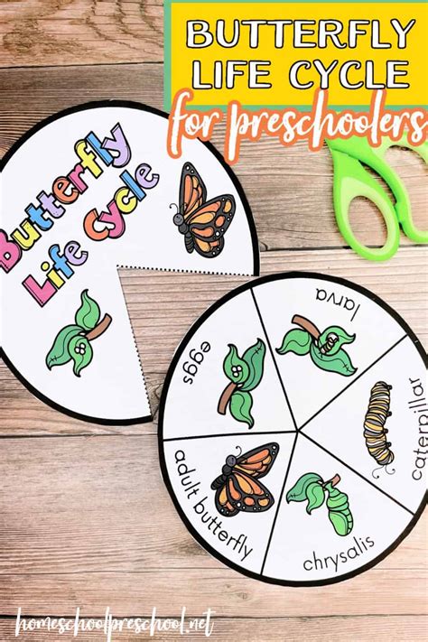 Printable Butterfly Life Cycle Craft Free Math Worksheet Printable