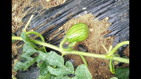 우리 부부에 힐링장소 유기농 농장 입니다 Youtube