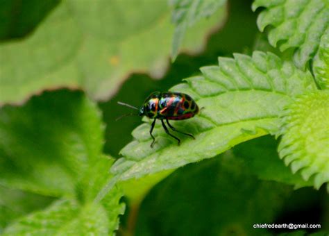Scutelleridae By Chief Redearth On 27 June 2016