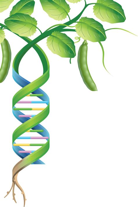 Do Plants Have Unique Dna At Christopher Lewis Blog