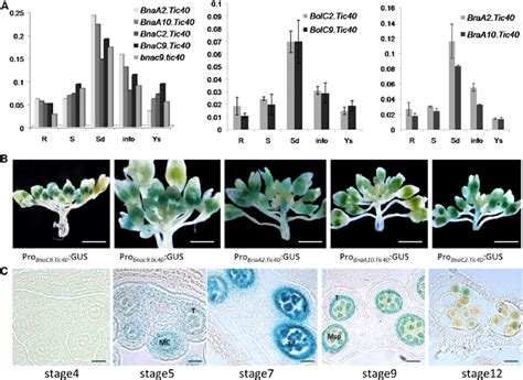 Expression Patterns Of Brassica Spp Tic40 Genes A Spatial And
