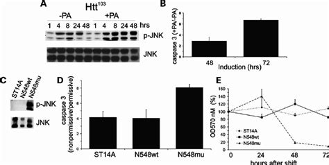 Expression Of Mutant Htt Causes Activation Of Jnk Signaling In The Htt