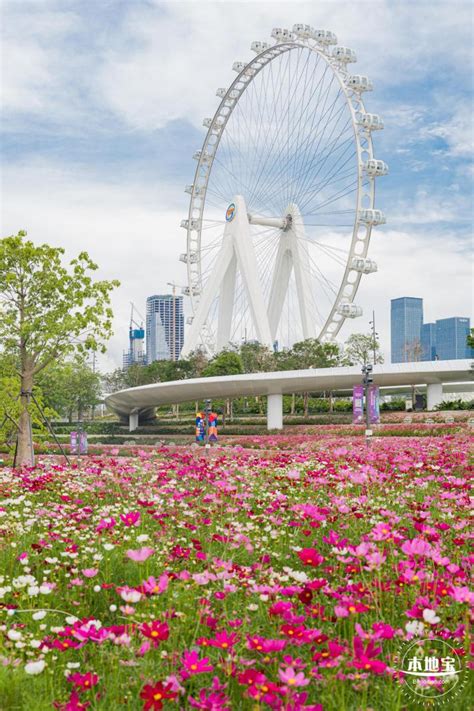 格桑花花海 宝安滨海文化公园图片浏览 格桑花花海 宝安滨海文化公园图片下载 酷吧图库