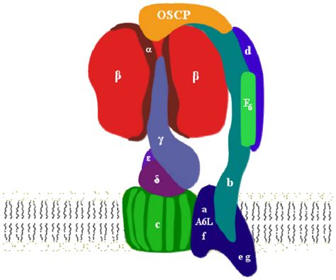Atp Synthase Mitochondrial