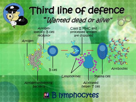PPT The Immune System Protector Of The Human Body PowerPoint Presentation ID