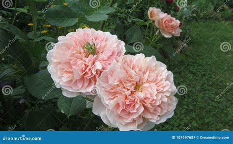 Grasshopper And Rose Stock Image Image Of Grasshopper 107997687