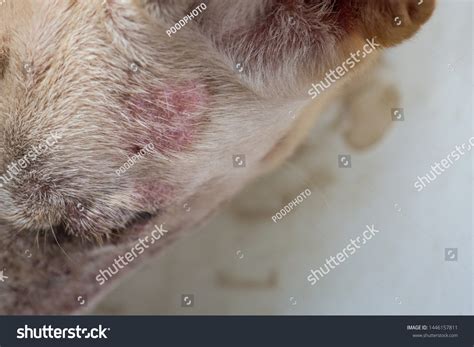 Pustules Dermatitis Dog Dog Belly Reproductive库存照片1446157811 Shutterstock