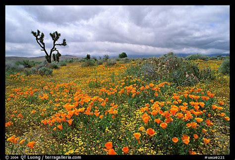 California Poppies And Joshua Trees In Antelope Valley