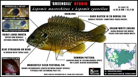 Living Fossils 99 Of All Organisms Found As Fossils Are Still Alive Today Evolution Is A Myth