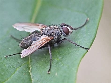 Egrisescens Insektarium