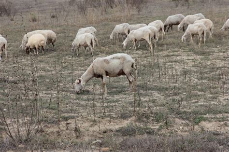 Hiking Shepherd Herd Free Photo On Pixabay