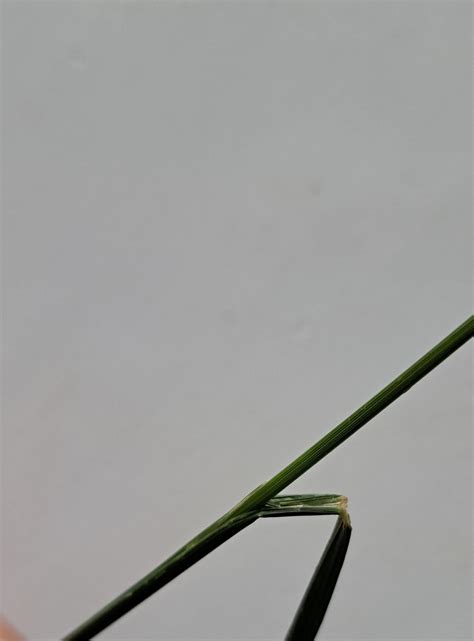 Grass Identification By Seed Heads Lawn Care Forum