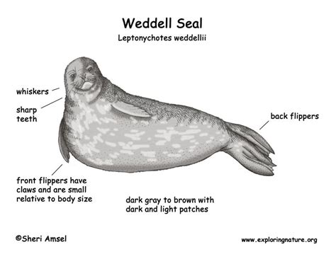 Structural Adaptations Of A Seal At Keira Jeanneret Blog