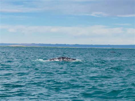 Mexico Baja Sur Laguna San Ignacio Grey Whale Sex Travel2unlimited