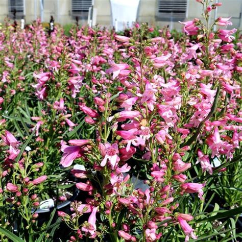 Penstemon Pristine Deep Rose Knippel Garden Centre